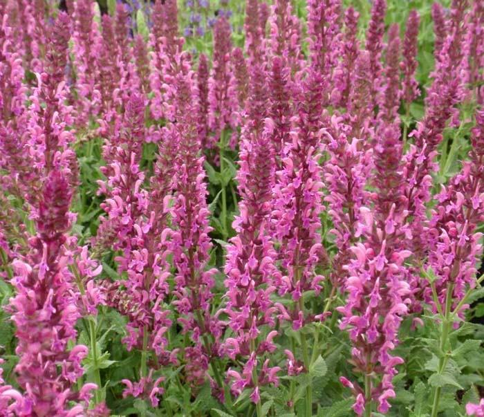 Salvia Rose queen / SADNICE