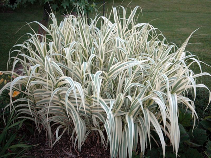 Šarenolisna trska / Arundo Donax Ely / SADNICE