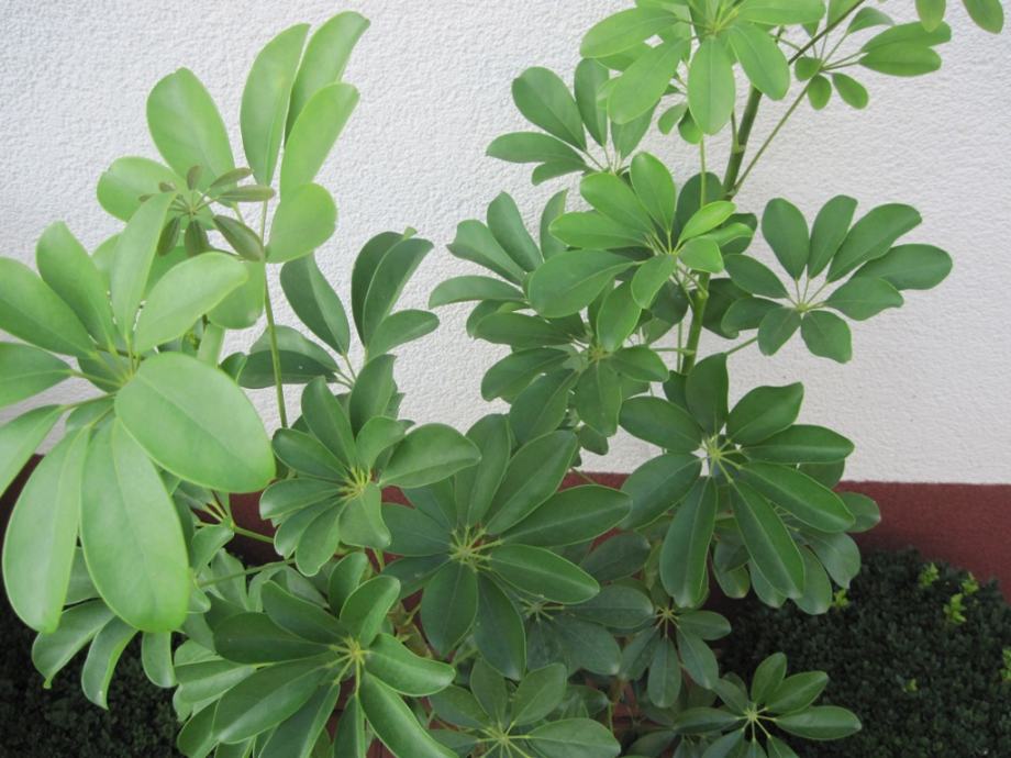 Šeflera (Schefflera arboricola)