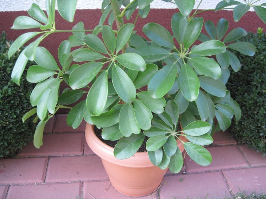 Šeflera (Schefflera arboricola)