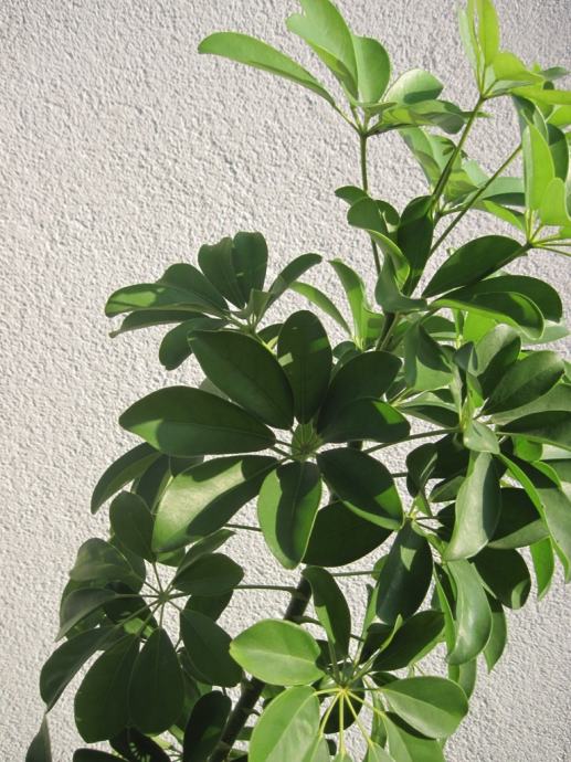 Šeflera (Schefflera arboricola)