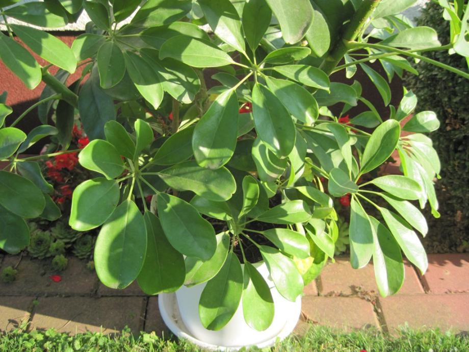 Šeflera (Schefflera arboricola)