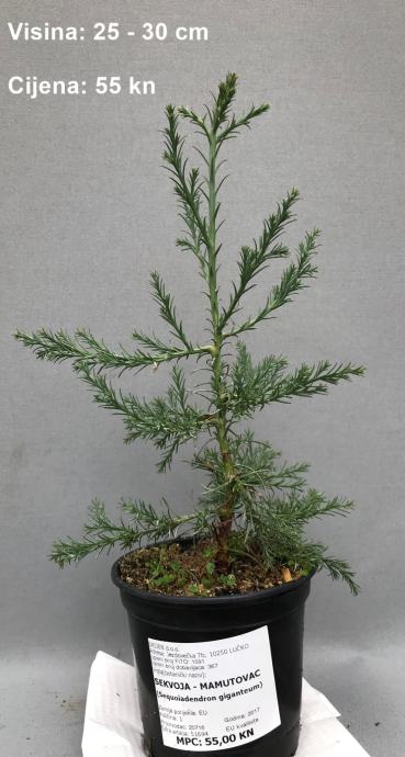 SEKVOJA - MAMUTOVAC - sadnice