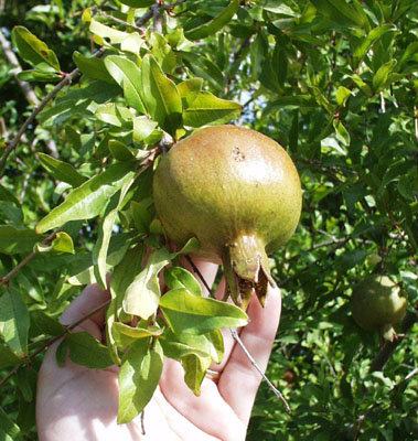 Nar - Šipak / Punica granatum / Sjeme