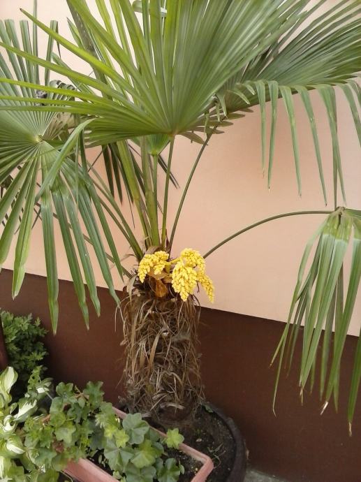 sjeme lepezaste palme