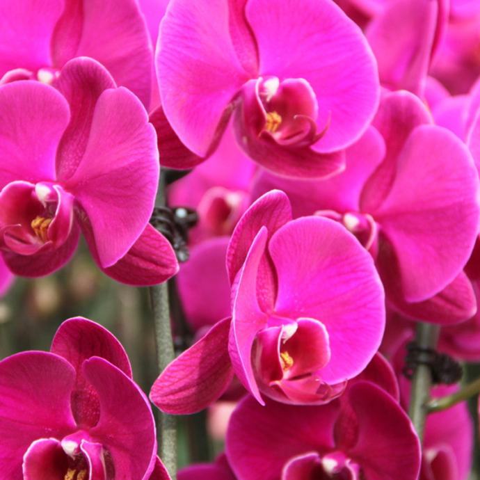 Sjeme leptir orhideje