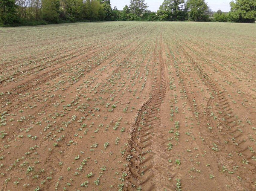 Rauola, sjeme rauole, uljana rotkva