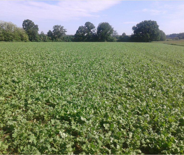 Rauola, sjeme rauole, uljana rotkva