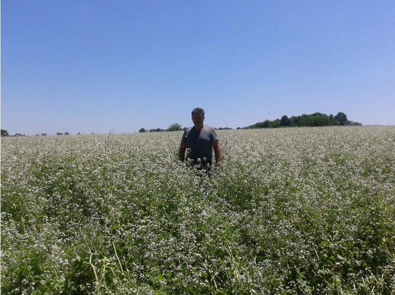 Rauola, sjeme rauole, uljana rotkva