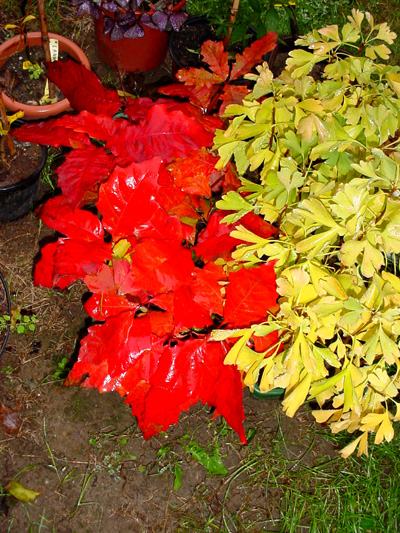 SJEME I SADNICE CRVENOG HRASTA