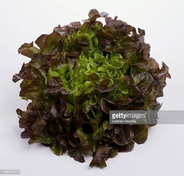 Sjeme zimske salate hrastov list