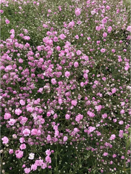 ŠLAJER ROZA / GYPSOPHILA PANICULATA PINK / SADNICE