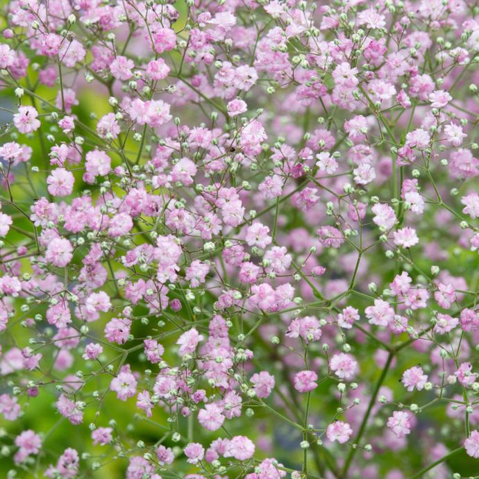 ŠLAJER ROZA / GYPSOPHILA PANICULATA PINK / SADNICE