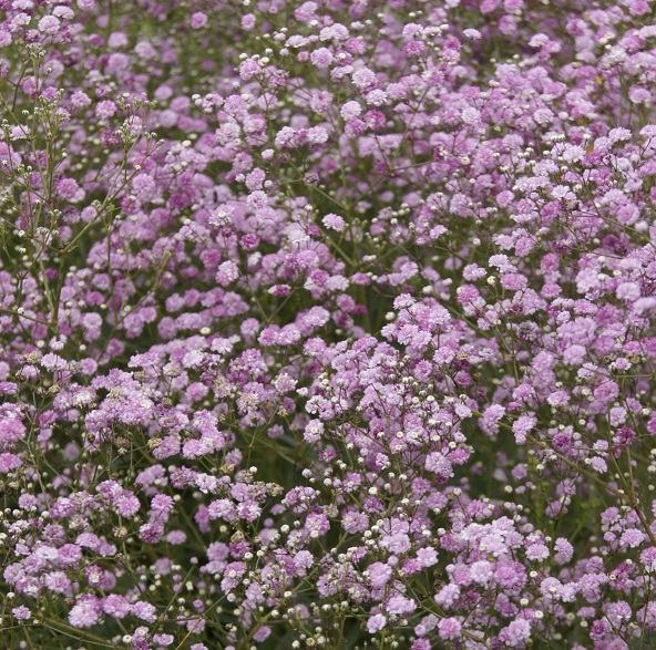 ŠLAJER ROZA / GYPSOPHILA PANICULATA PINK / SADNICE