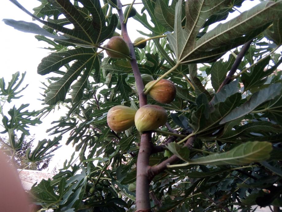 SMOKVA Petrovača bijela, sadnice