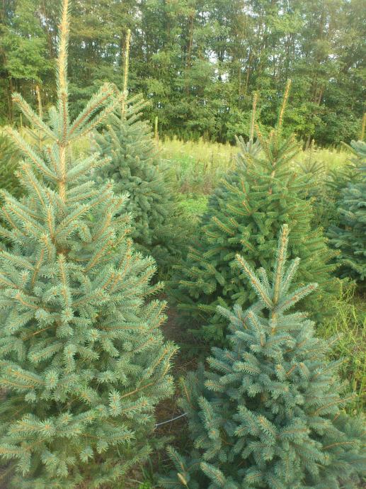 smreke za božična drvca
