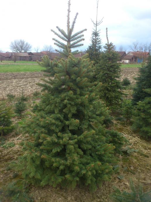 smreke za božična drvca