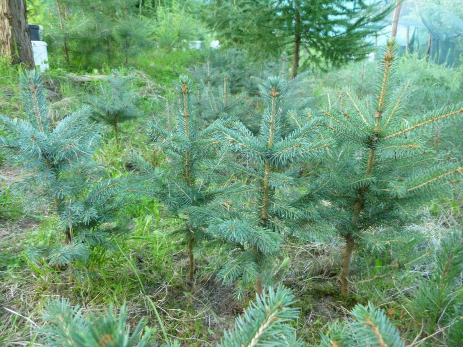 Borovi smreke,plava smreka, picea pungens Glauca-Kaibab , Apache