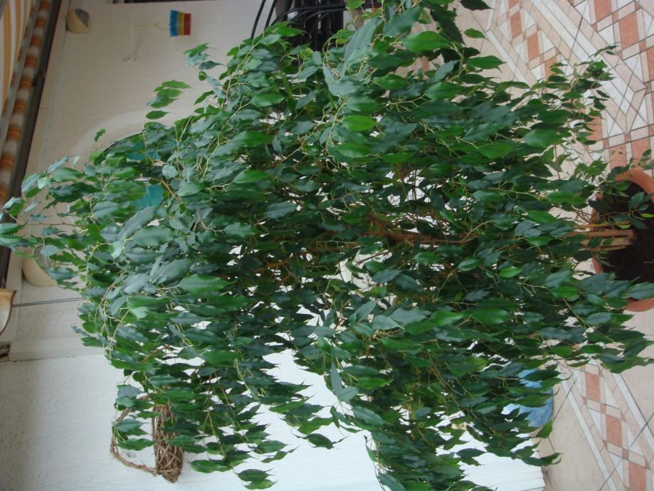 SOBNA BILJKA BENJAMIN