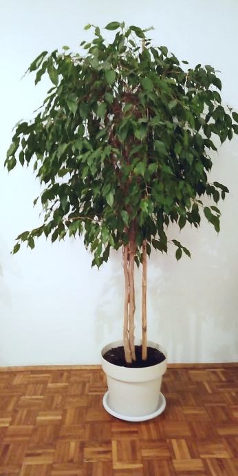 Sobna biljka Ficus Benjamin