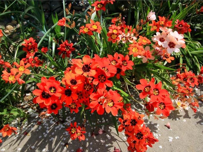 Sparaxis tricolor mix / SADNICE