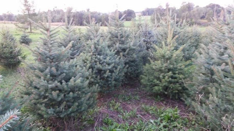 Srebrni bor i obična smreka