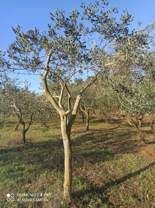 Stablo maslina Buža