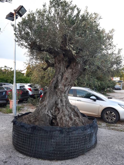 Stabla Masline stare 100 do 200 godina