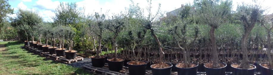 UKRASNA STABLA STARIH MASLINA SADNICE MASLINA