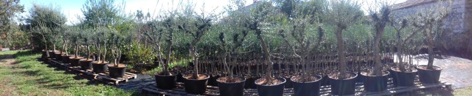 UKRASNA STABLA STARIH MASLINA SADNICE MASLINA