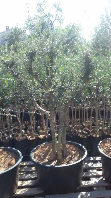 UKRASNA STABLA STARIH MASLINA SADNICE MASLINA