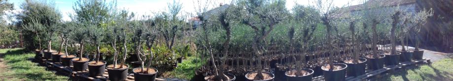 UKRASNA STABLA STARIH MASLINA SADNICE MASLINA