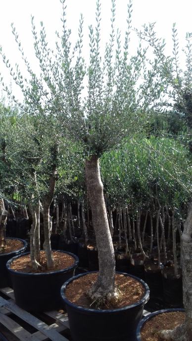 UKRASNA STABLA STARIH MASLINA SADNICE MASLINA