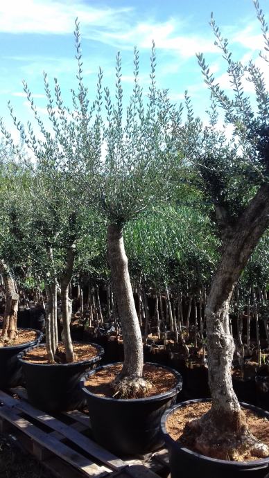 UKRASNA STABLA STARIH MASLINA SADNICE MASLINA