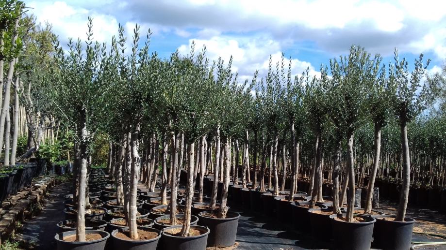 UKRASNA STABLA STARIH MASLINA SADNICE MASLINA