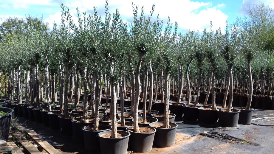 UKRASNA STABLA STARIH MASLINA SADNICE MASLINA