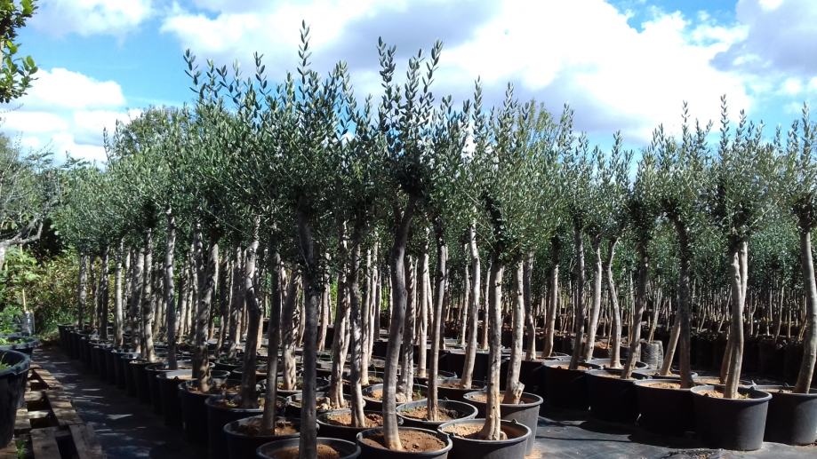 UKRASNA STABLA STARIH MASLINA SADNICE MASLINA