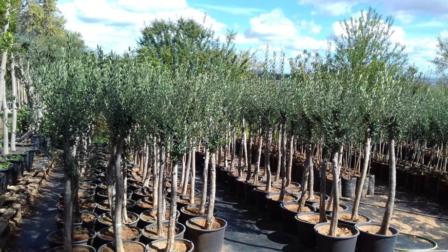 UKRASNA STABLA STARIH MASLINA SADNICE MASLINA