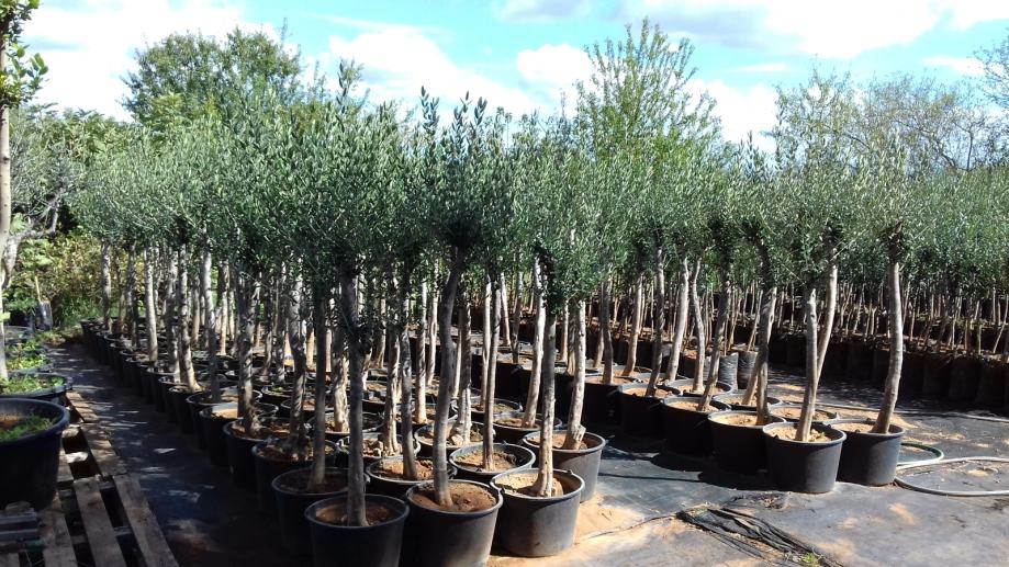 UKRASNA STABLA STARIH MASLINA SADNICE MASLINA