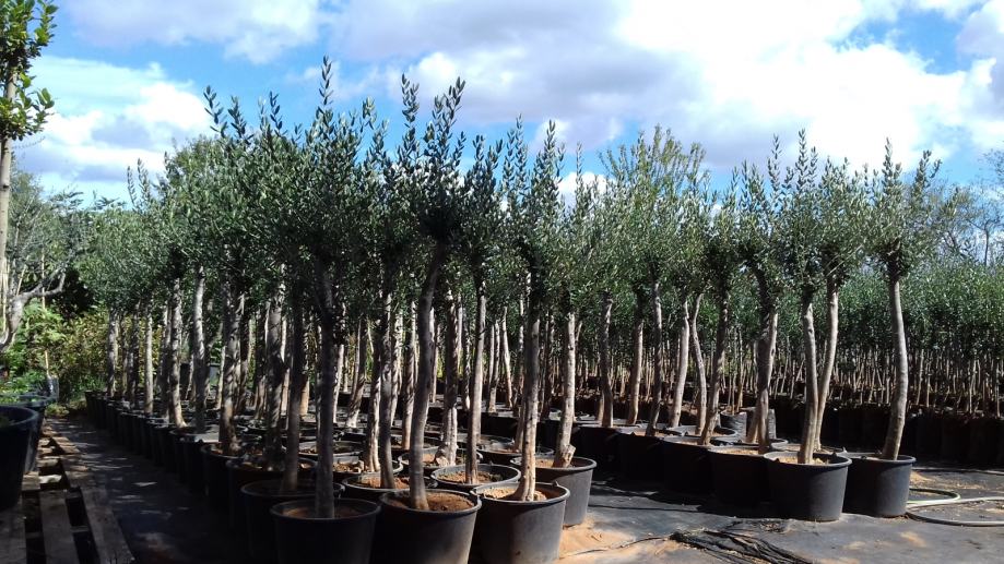 UKRASNA STABLA STARIH MASLINA SADNICE MASLINA