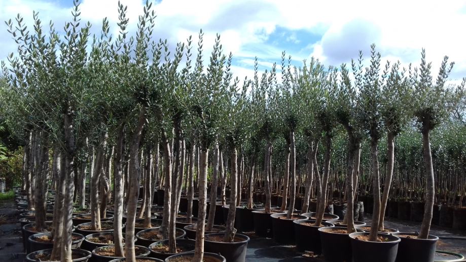 UKRASNA STABLA STARIH MASLINA SADNICE MASLINA