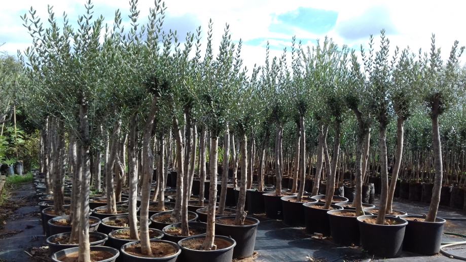 UKRASNA STABLA STARIH MASLINA SADNICE MASLINA