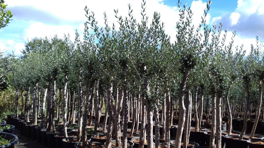 UKRASNA STABLA STARIH MASLINA SADNICE MASLINA