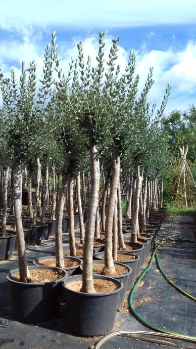 UKRASNA STABLA STARIH MASLINA SADNICE MASLINA