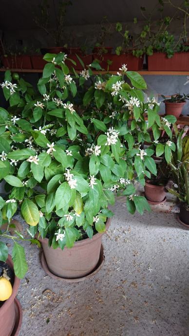 Stablo Limun sorta Meyer, 13 godina