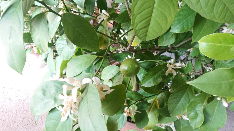 Stablo Limun sorta Meyer, 13 godina