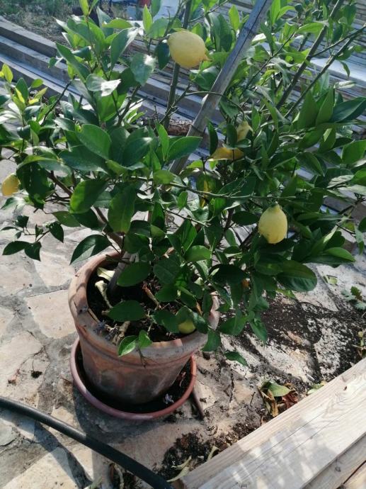 Stablo limuna i Naranča