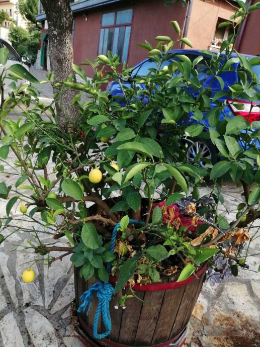 Stablo limuna i Naranča