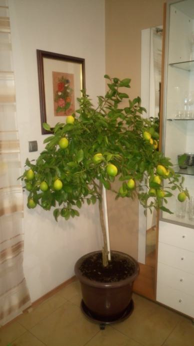 Stablo limuna