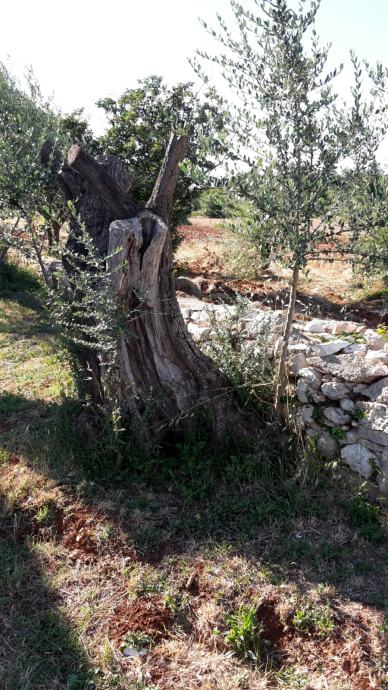 Staro stablo od masline (200 god.)